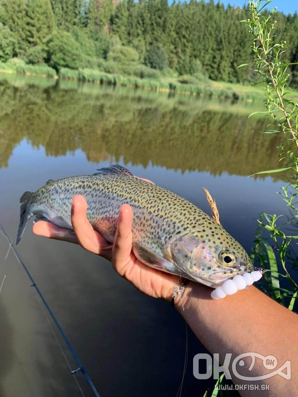 Prečo nástrahy od Harmony baits? | OKfish.sk